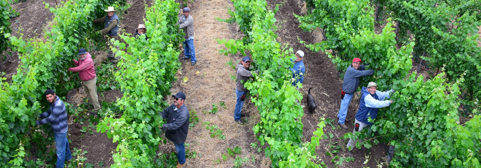 Cover Crop, Vineyard Sustainability - Hafner Vineyard